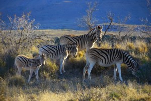 Day 29: Over night in the Karoo National Park – Jessica Holzhausen ...